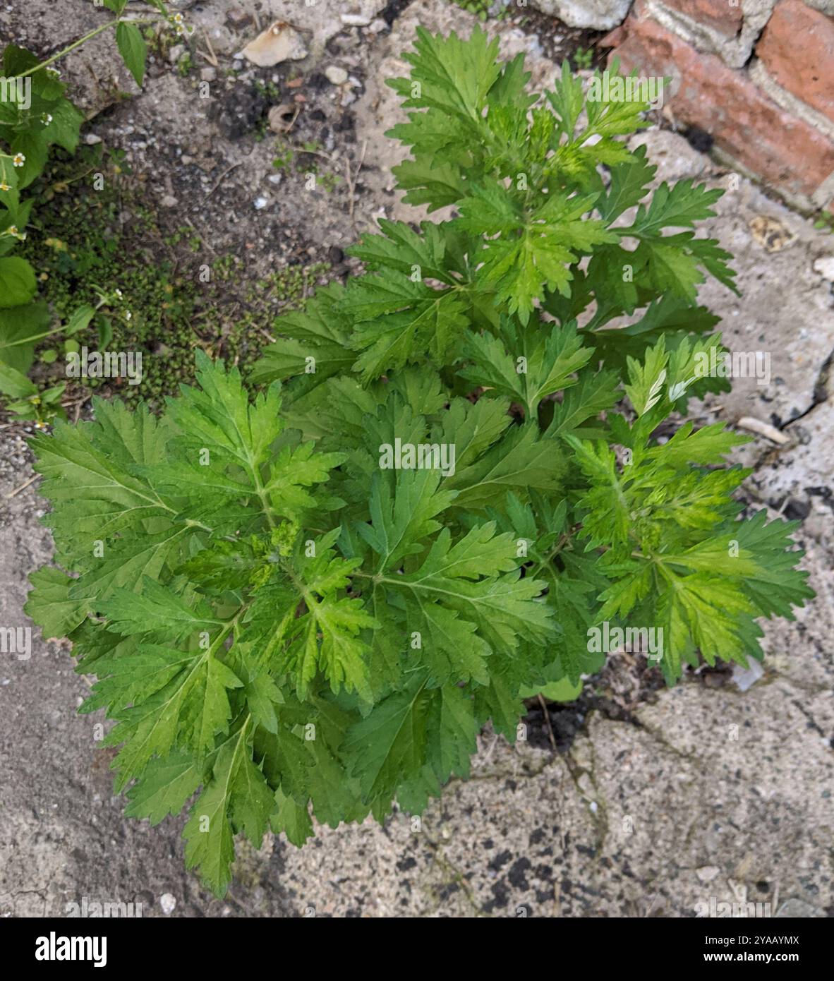 common mugwort (Artemisia vulgaris) Plantae Stock Photo - Alamy