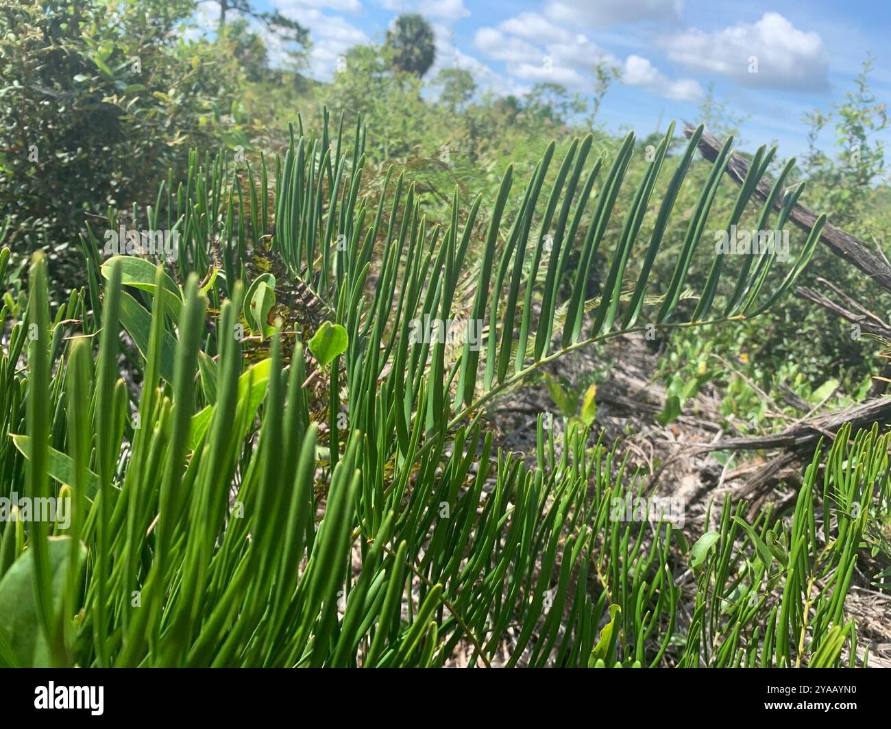 Coontie (Zamia integrifolia) Plantae Stock Photo - Alamy