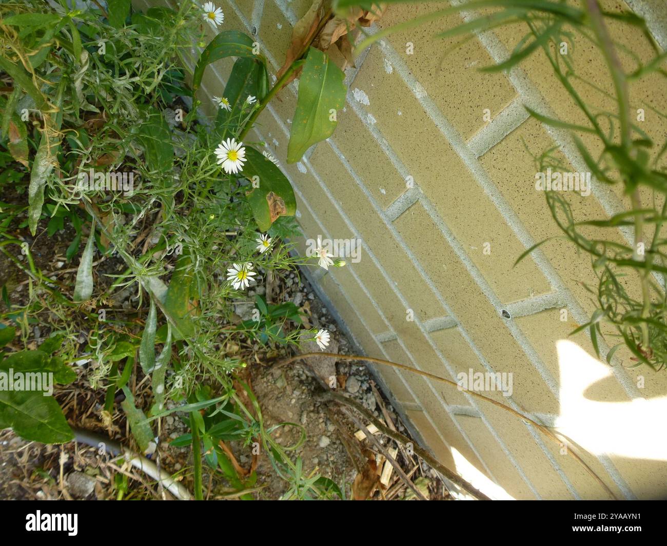 asters and allies (Astereae) Plantae Stock Photo - Alamy