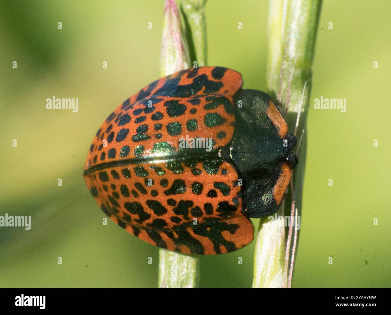 (Stolas lacordairei) Insecta Stock Photo - Alamy