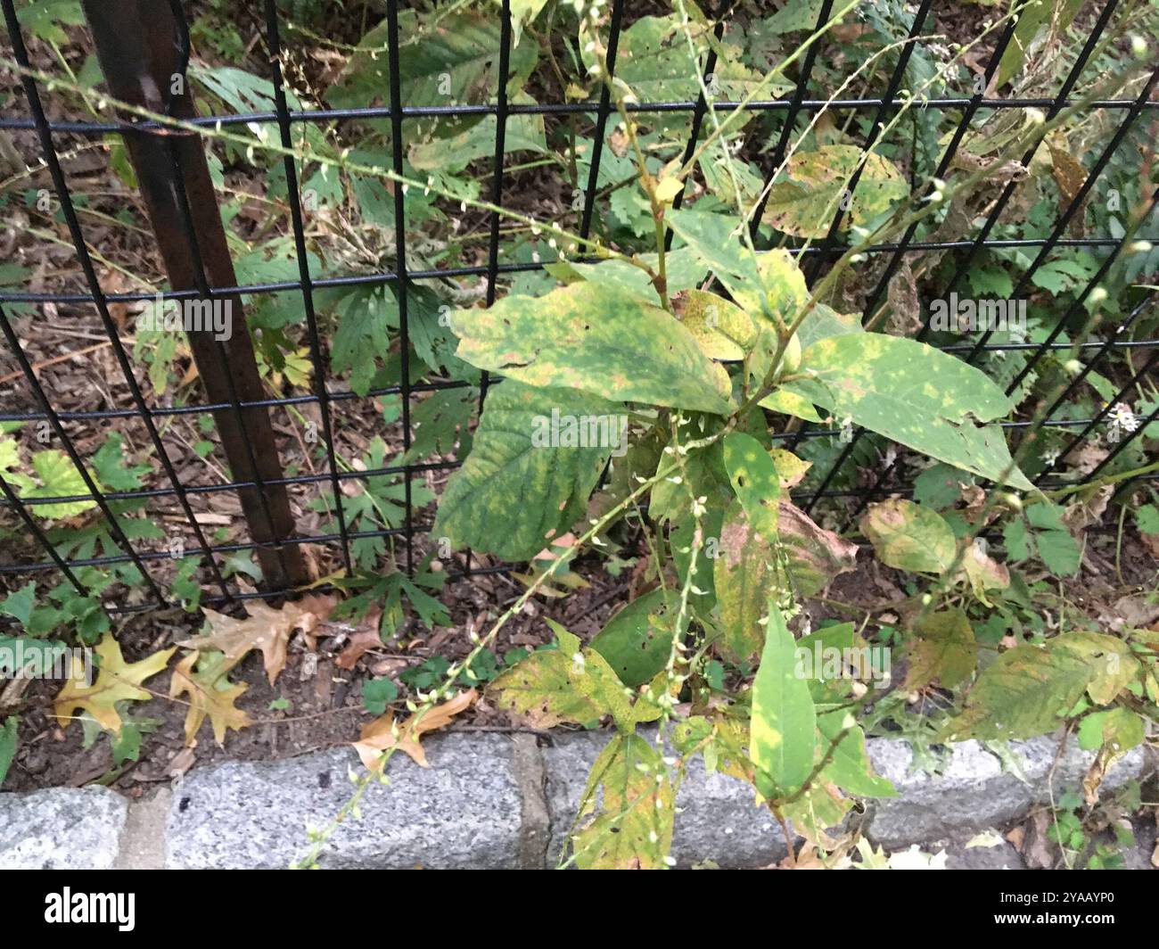 American jumpseed (Persicaria virginiana) Plantae Stock Photo - Alamy