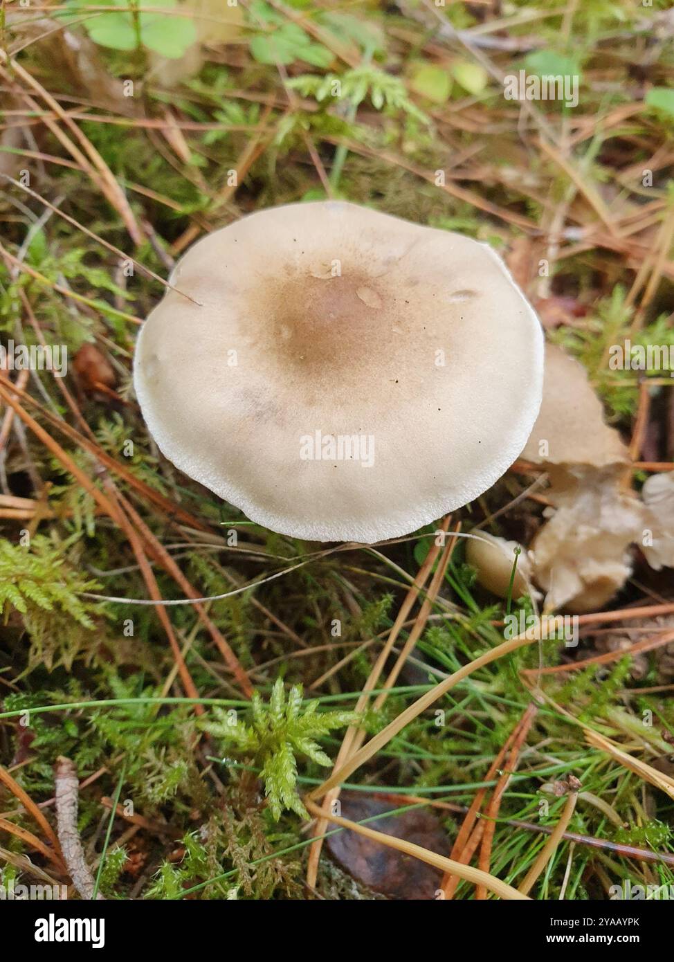 Funnels (Clitocybe) Fungi Stock Photo - Alamy