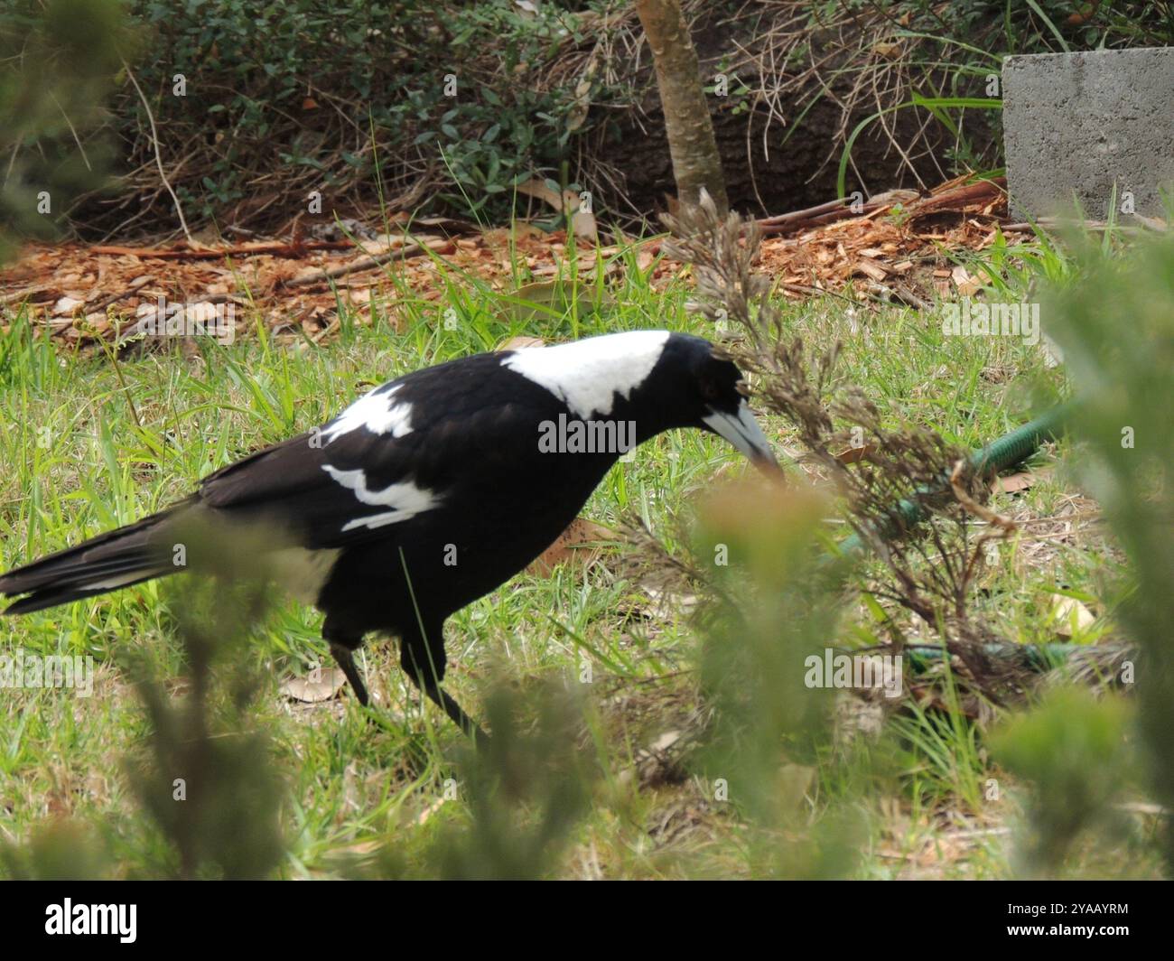 Australian Magpie (Gymnorhina tibicen) Aves Stock Photo - Alamy