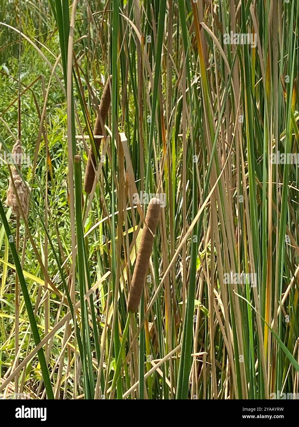 Cattails (Typha) Plantae Stock Photo - Alamy