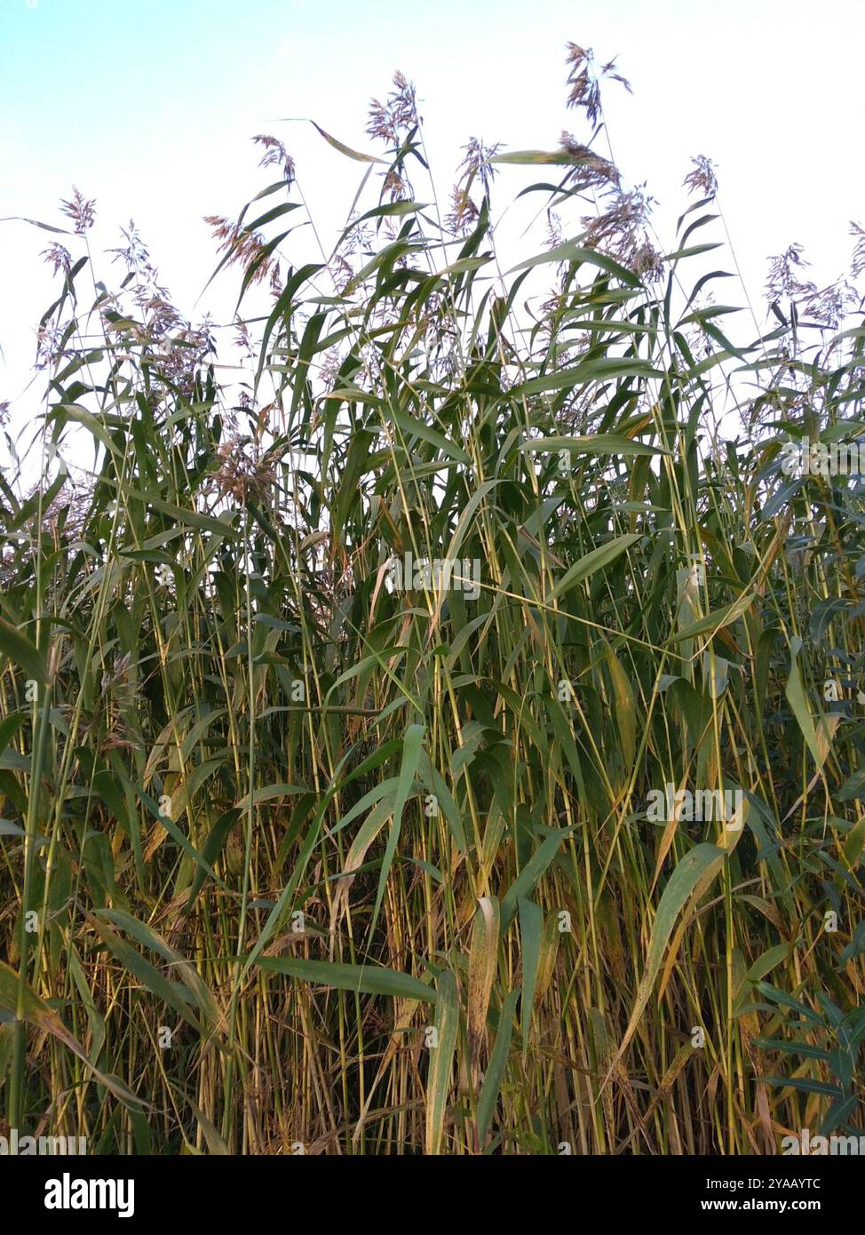 common reed (Phragmites australis) Plantae Stock Photo - Alamy