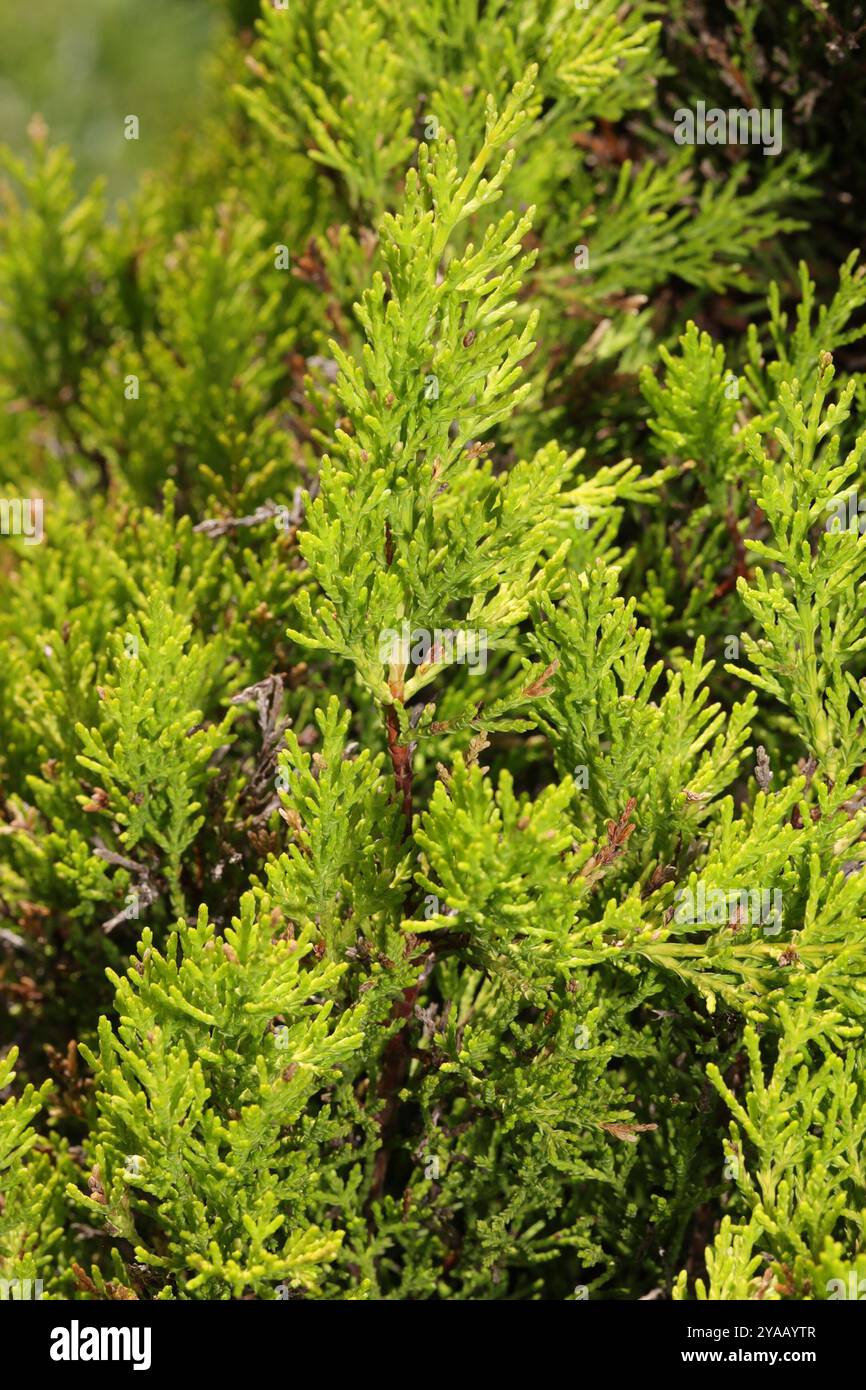 Chinese arborvitae (Platycladus orientalis) Plantae Stock Photo - Alamy