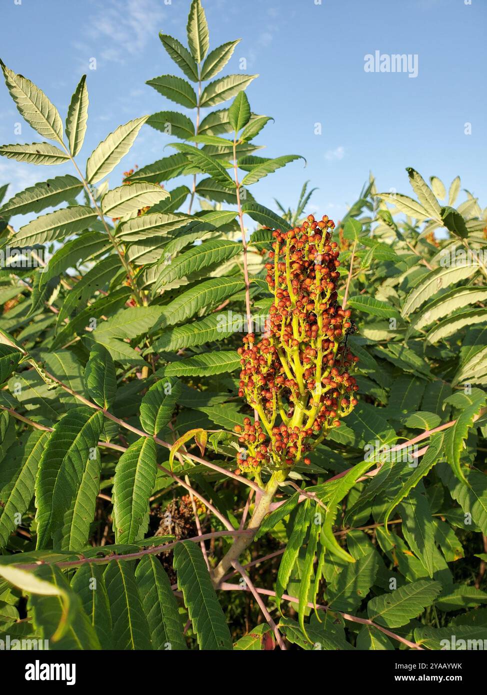 smooth sumac (Rhus glabra) Plantae Stock Photo - Alamy
