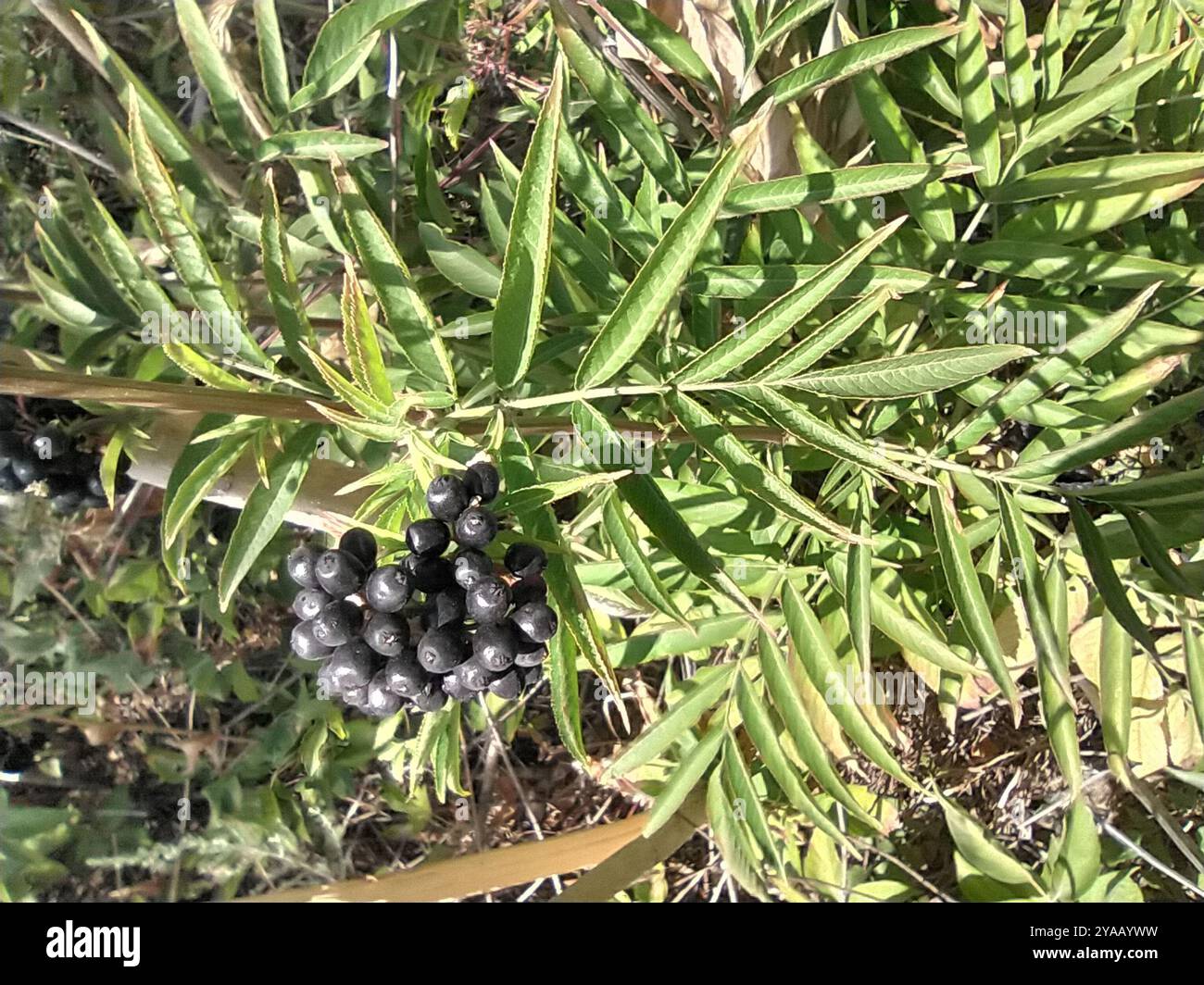 Dwarf Elder (Sambucus ebulus) Plantae Stock Photo - Alamy