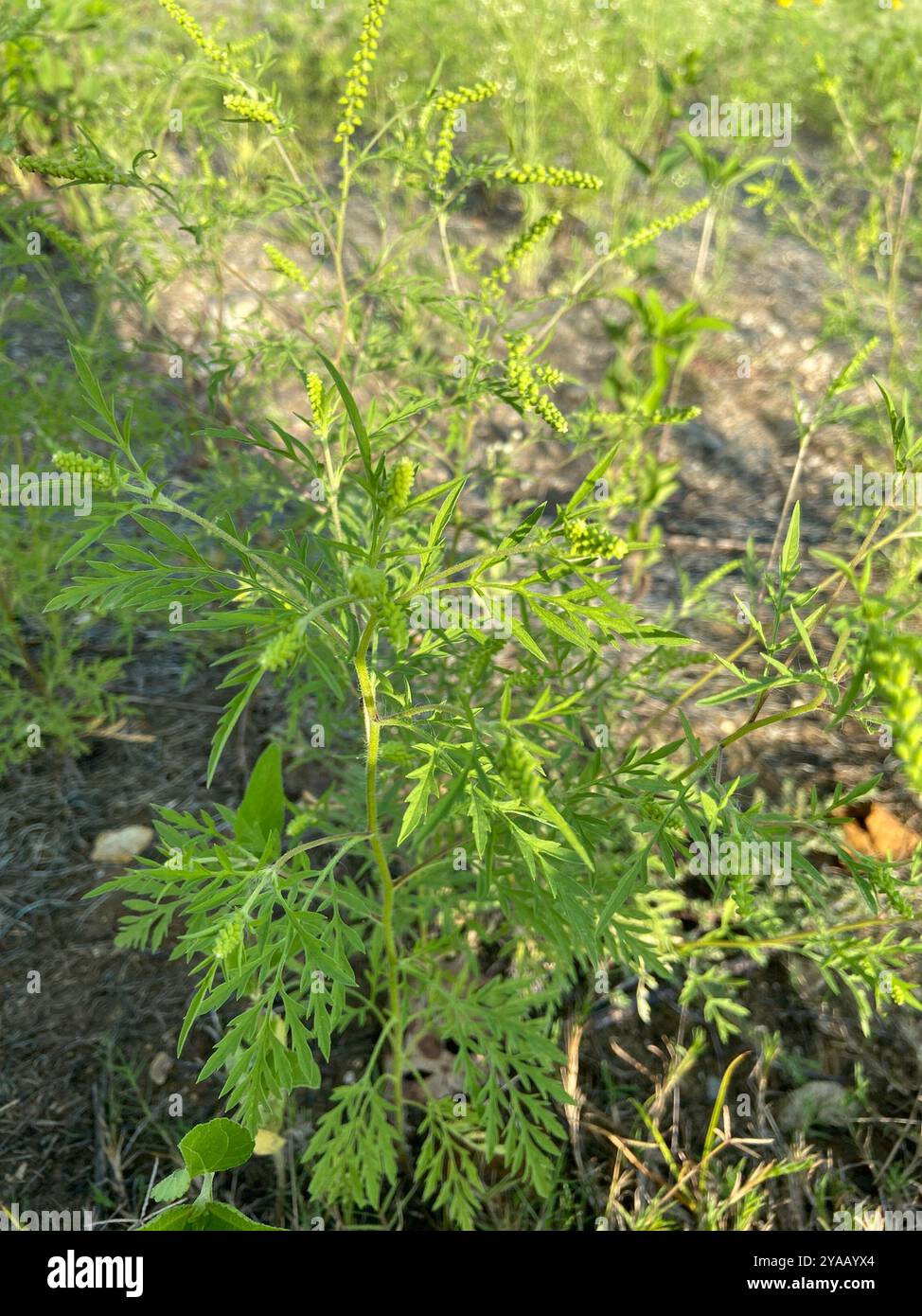 common ragweed (Ambrosia artemisiifolia) Plantae Stock Photo - Alamy