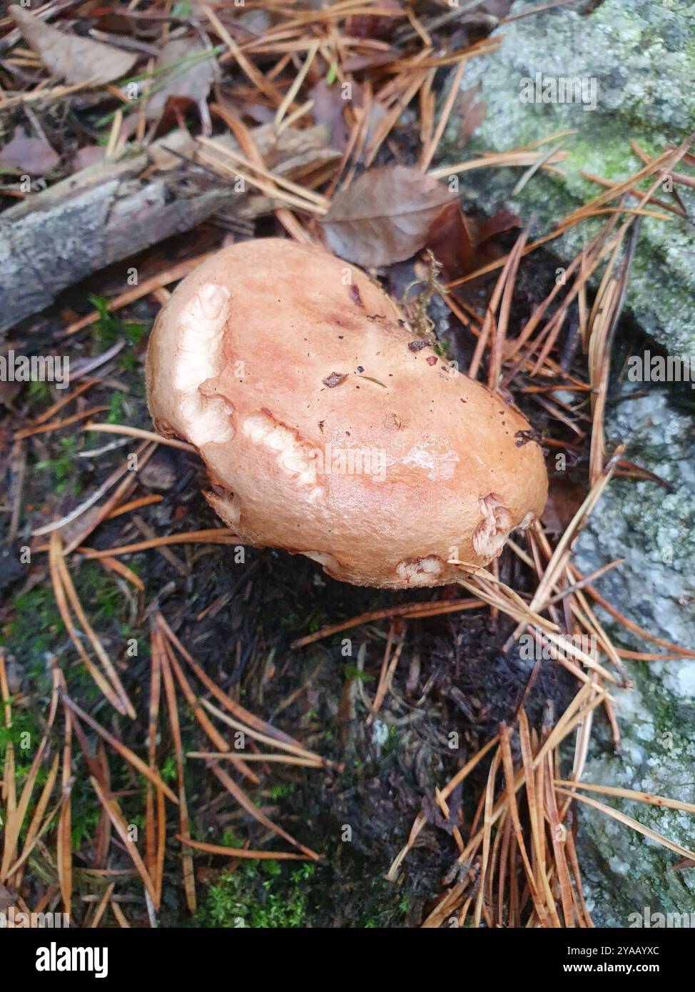 Brown Roll-Rim (Paxillus involutus) Fungi Stock Photo - Alamy