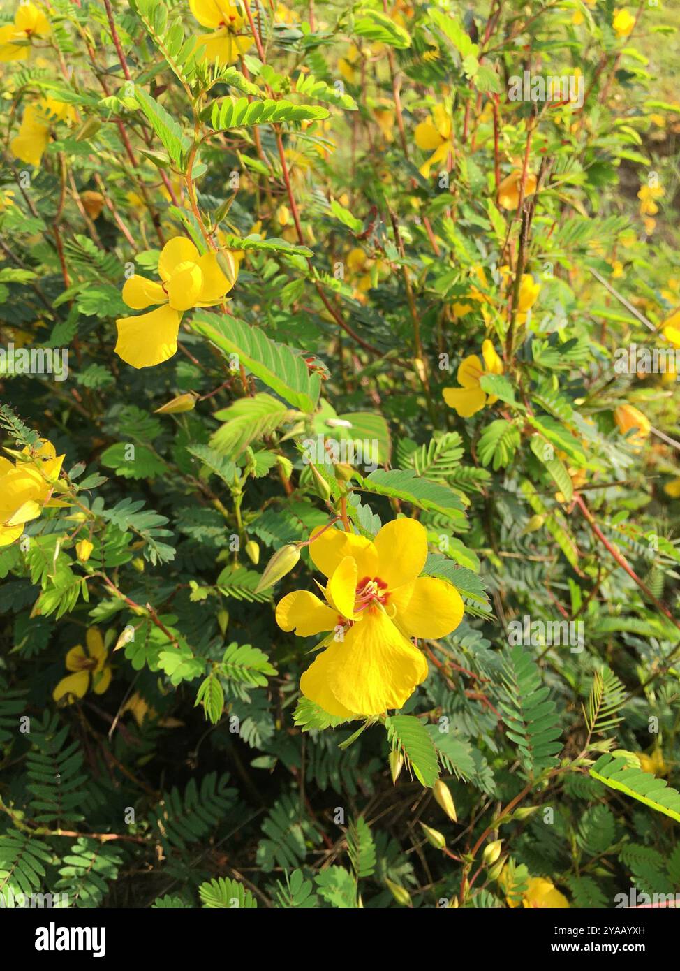 partridge pea (Chamaecrista fasciculata) Plantae Stock Photo - Alamy