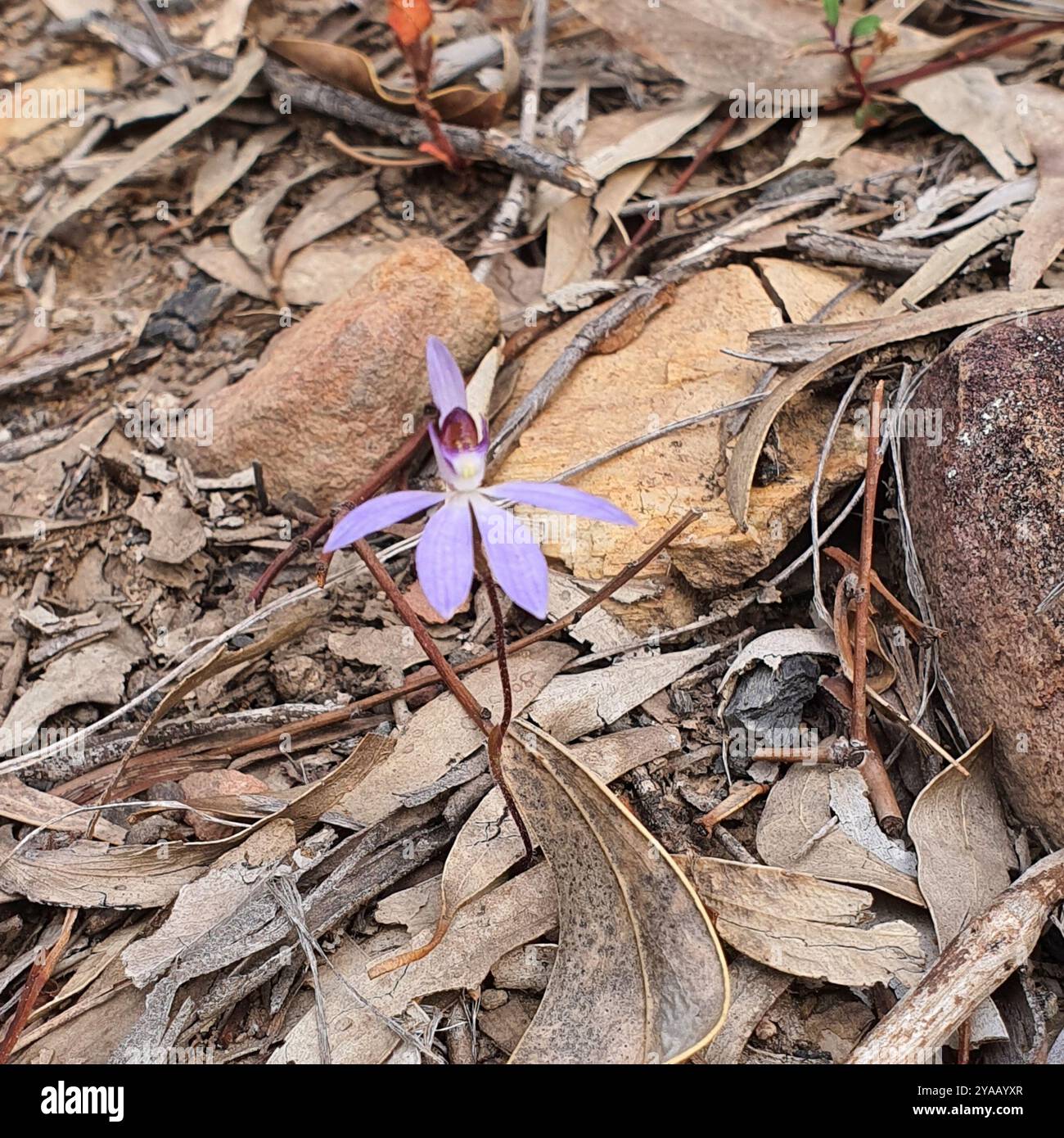 blue finger-orchid (Cyanicula caerulea) Plantae Stock Photo - Alamy