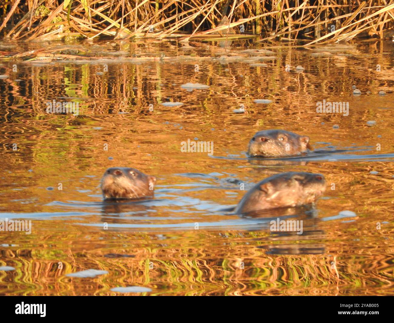 North American River Otter (Lontra canadensis) Mammalia Stock Photo - Alamy