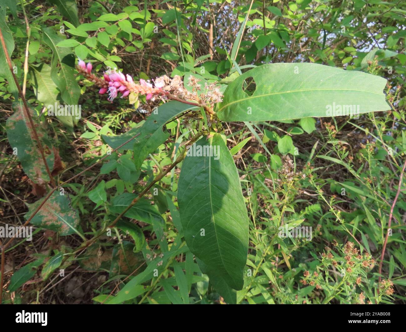 longroot smartweed (Persicaria amphibia emersa) Plantae Stock Photo - Alamy