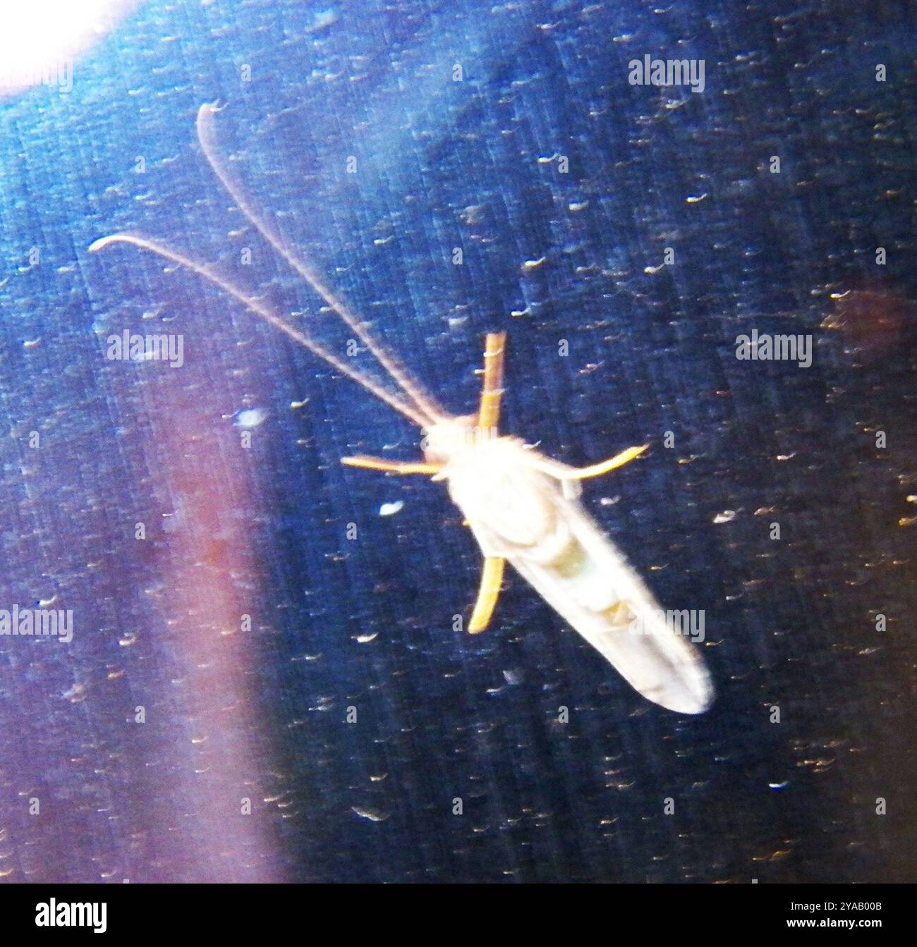 Nectopsyche hi-res stock photography and images - Alamy