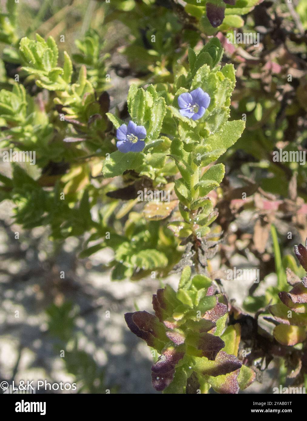 plantain family (Plantaginaceae) Plantae Stock Photo - Alamy
