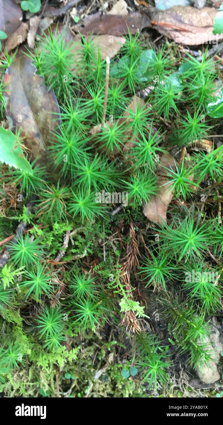 Common Haircap Moss (Polytrichum commune) Plantae Stock Photo - Alamy