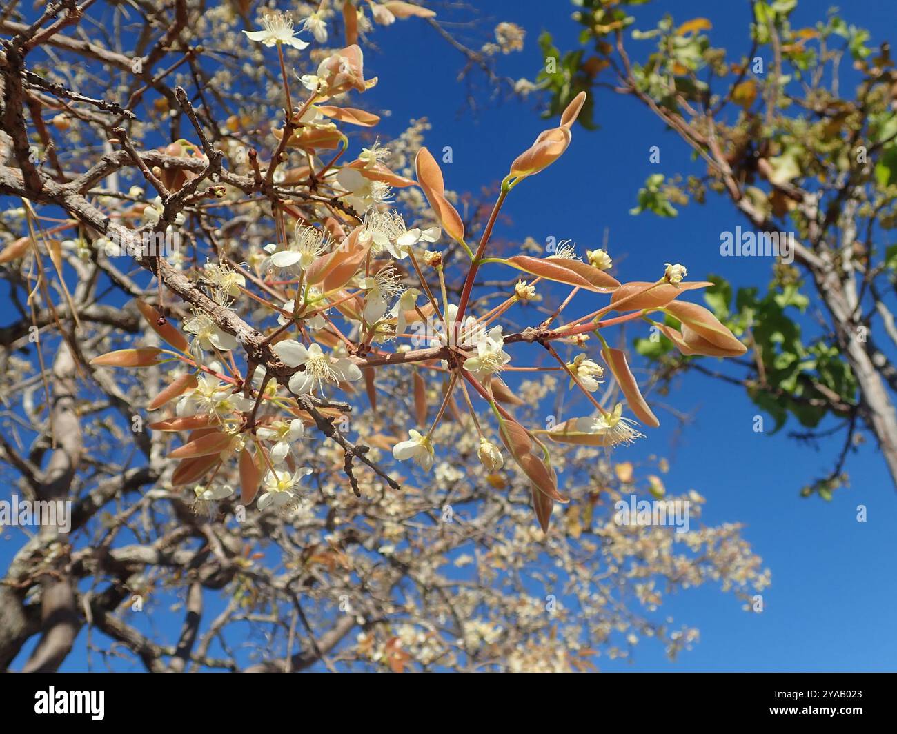 Cagaita (Eugenia dysenterica) Plantae Stock Photo - Alamy