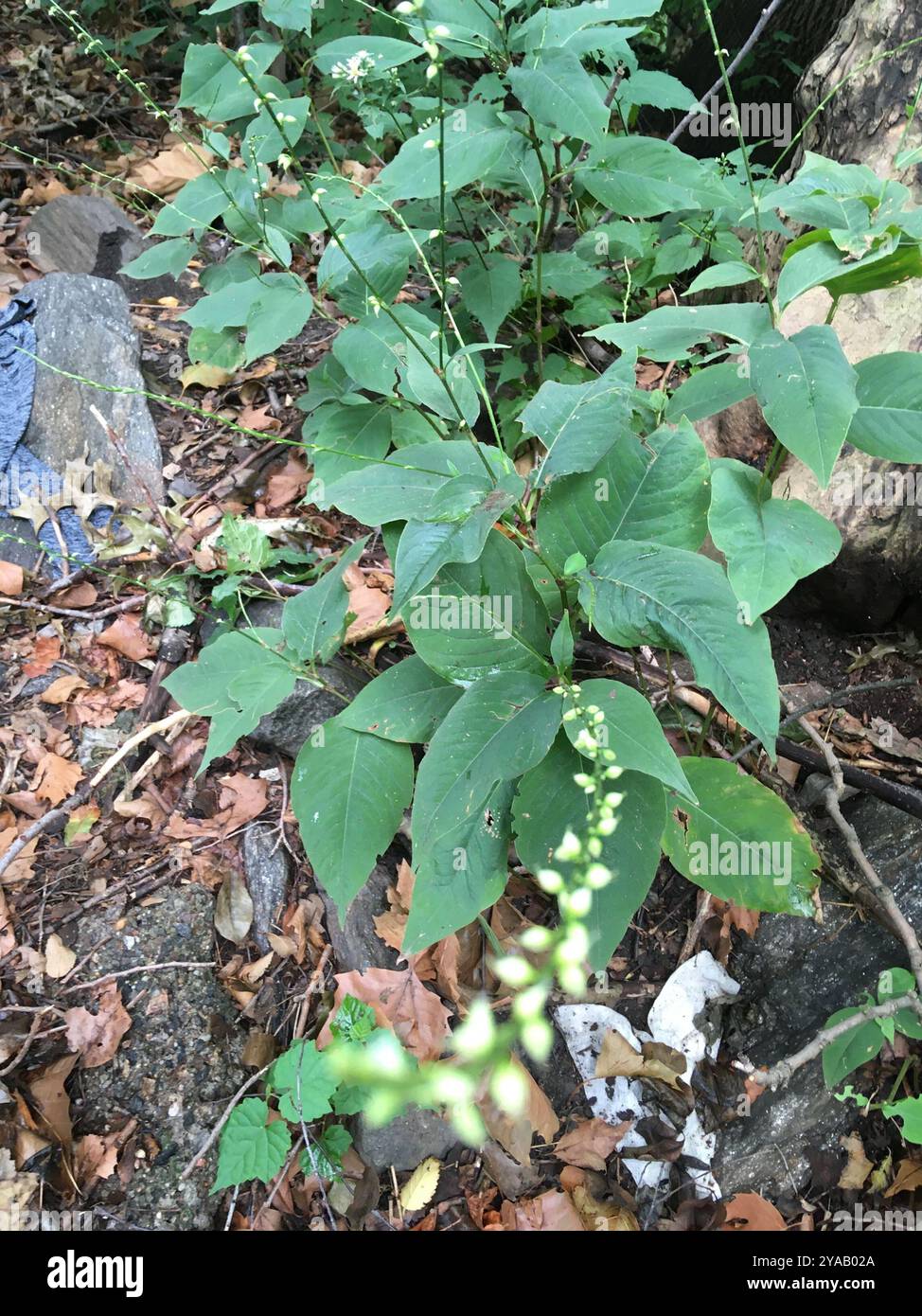 American jumpseed (Persicaria virginiana) Plantae Stock Photo - Alamy