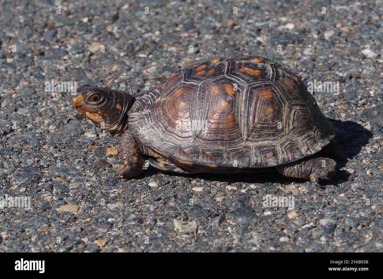 Eastern Box Turtle (Terrapene carolina carolina) Reptilia Stock Photo ...