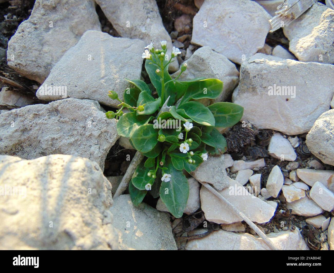 Thin Leaf Brookweed (Samolus valerandi) Plantae Stock Photo - Alamy