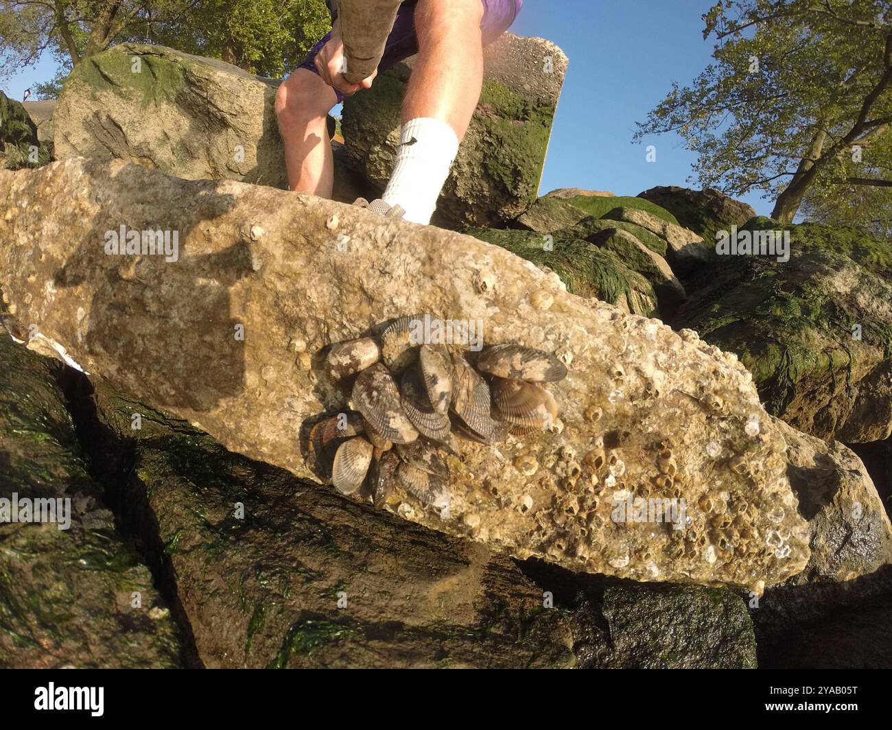 Hooked Mussel (Ischadium recurvum) Mollusca Stock Photo - Alamy