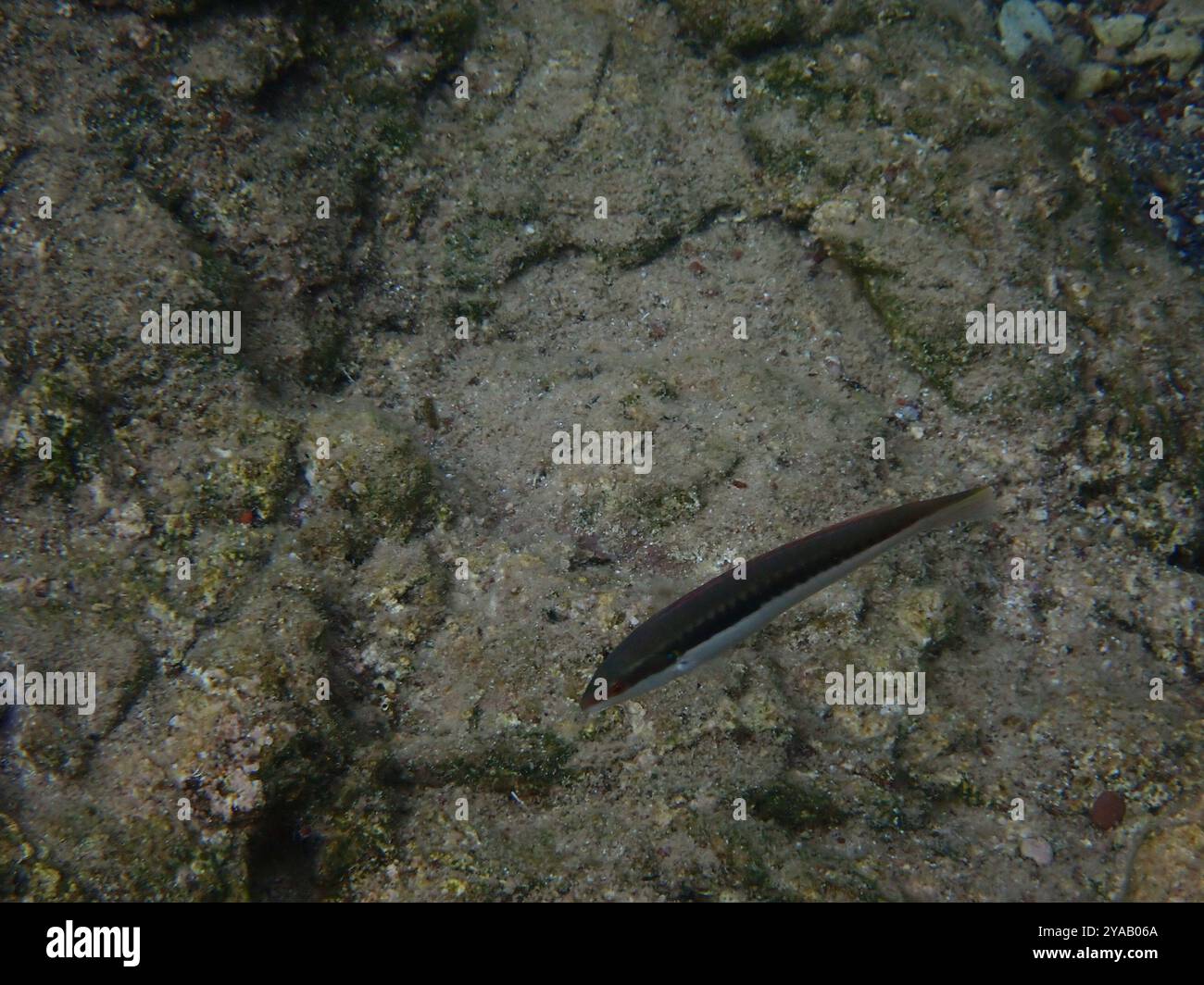 Mediterranean Rainbow Wrasse (Coris julis) Actinopterygii Stock Photo ...