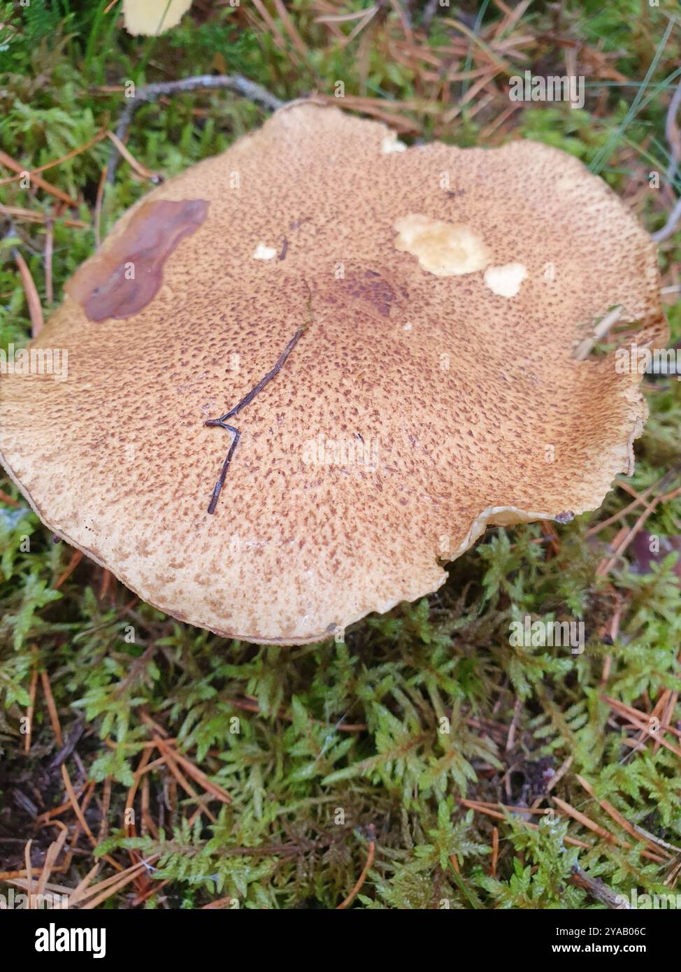 Velvet Bolete (Suillus variegatus) Fungi Stock Photo - Alamy