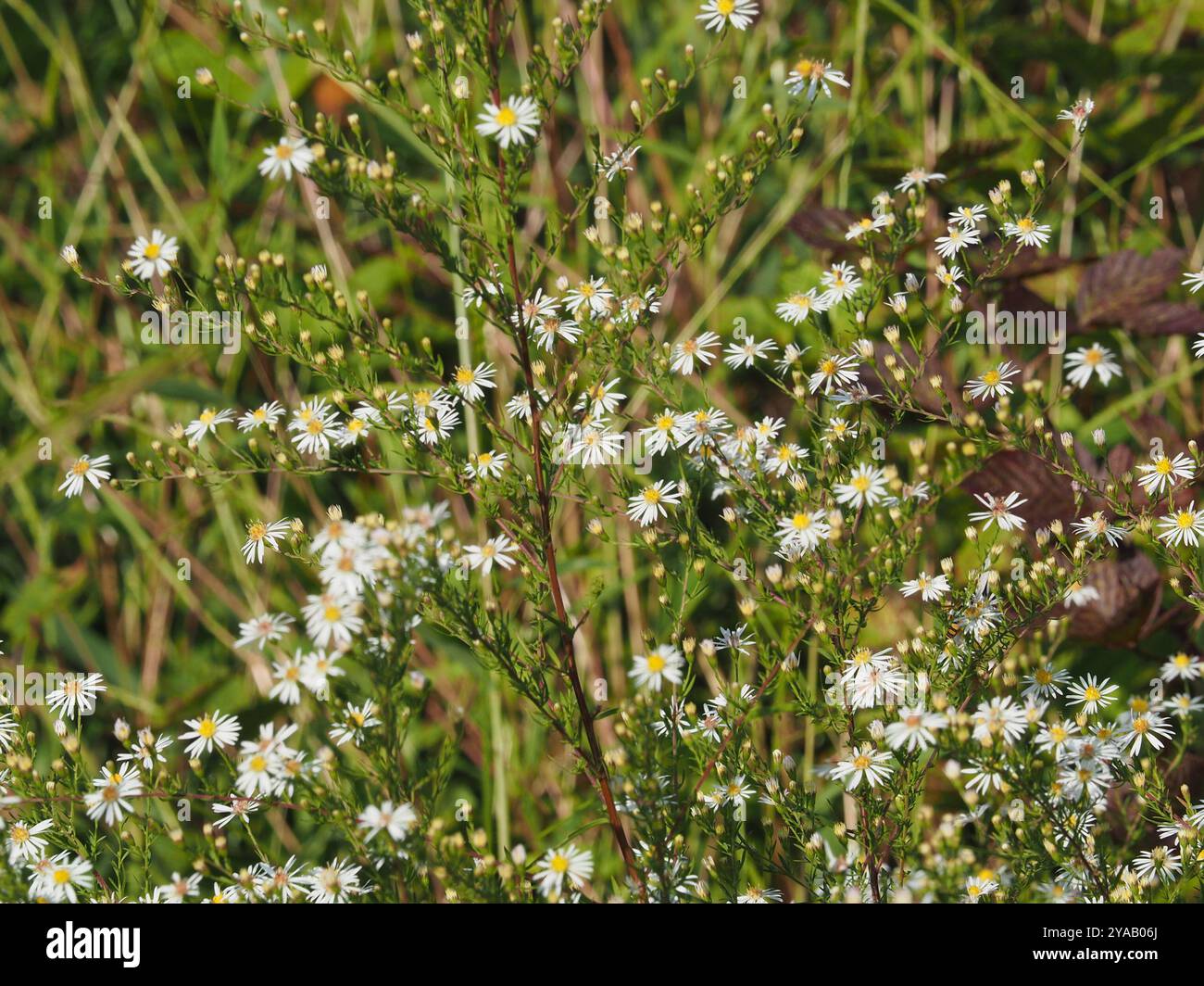 American asters (Symphyotrichum) Plantae Stock Photo - Alamy