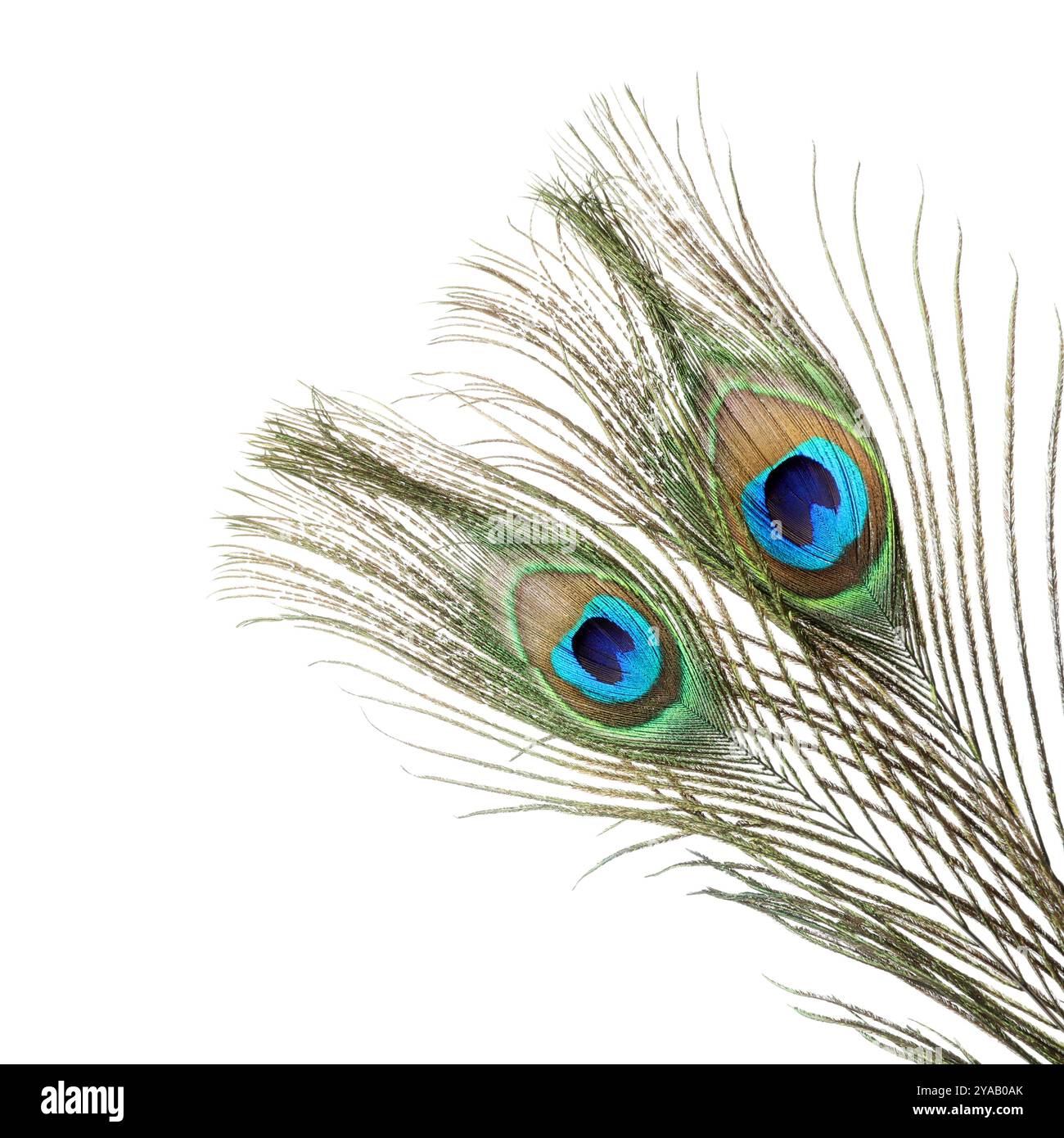 Two beautiful peacock feathers isolated on white Stock Photo - Alamy