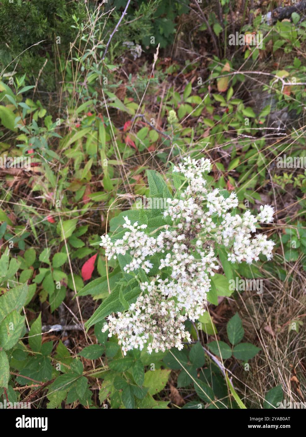 common boneset (Eupatorium perfoliatum) Plantae Stock Photo - Alamy