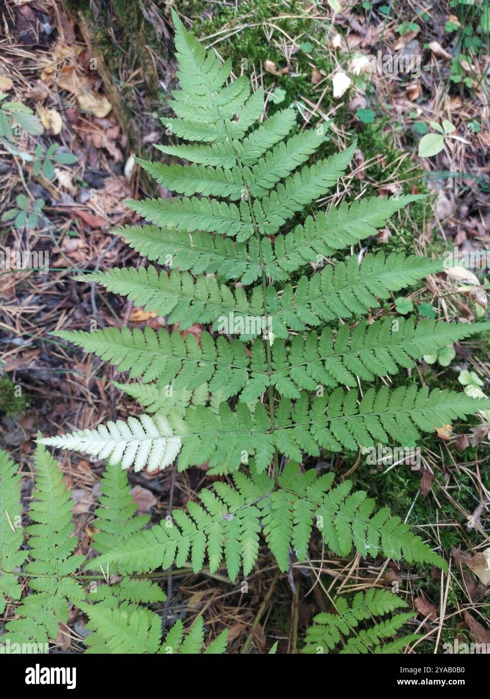 spinulose wood fern (Dryopteris carthusiana) Plantae Stock Photo - Alamy