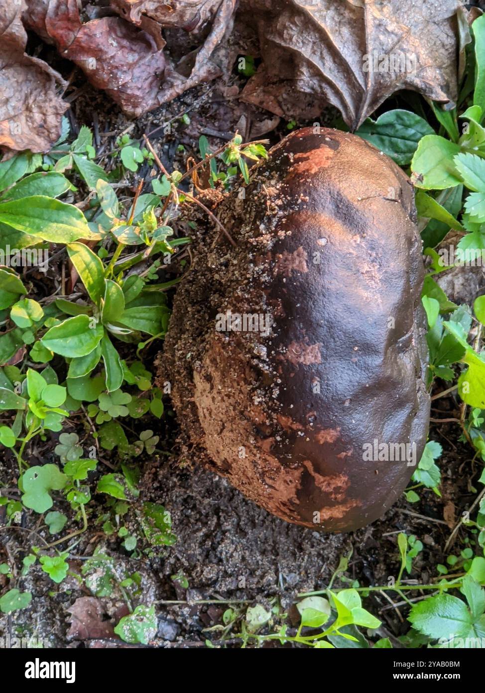 Purple-spored Puffball (Calvatia cyathiformis) Fungi Stock Photo - Alamy