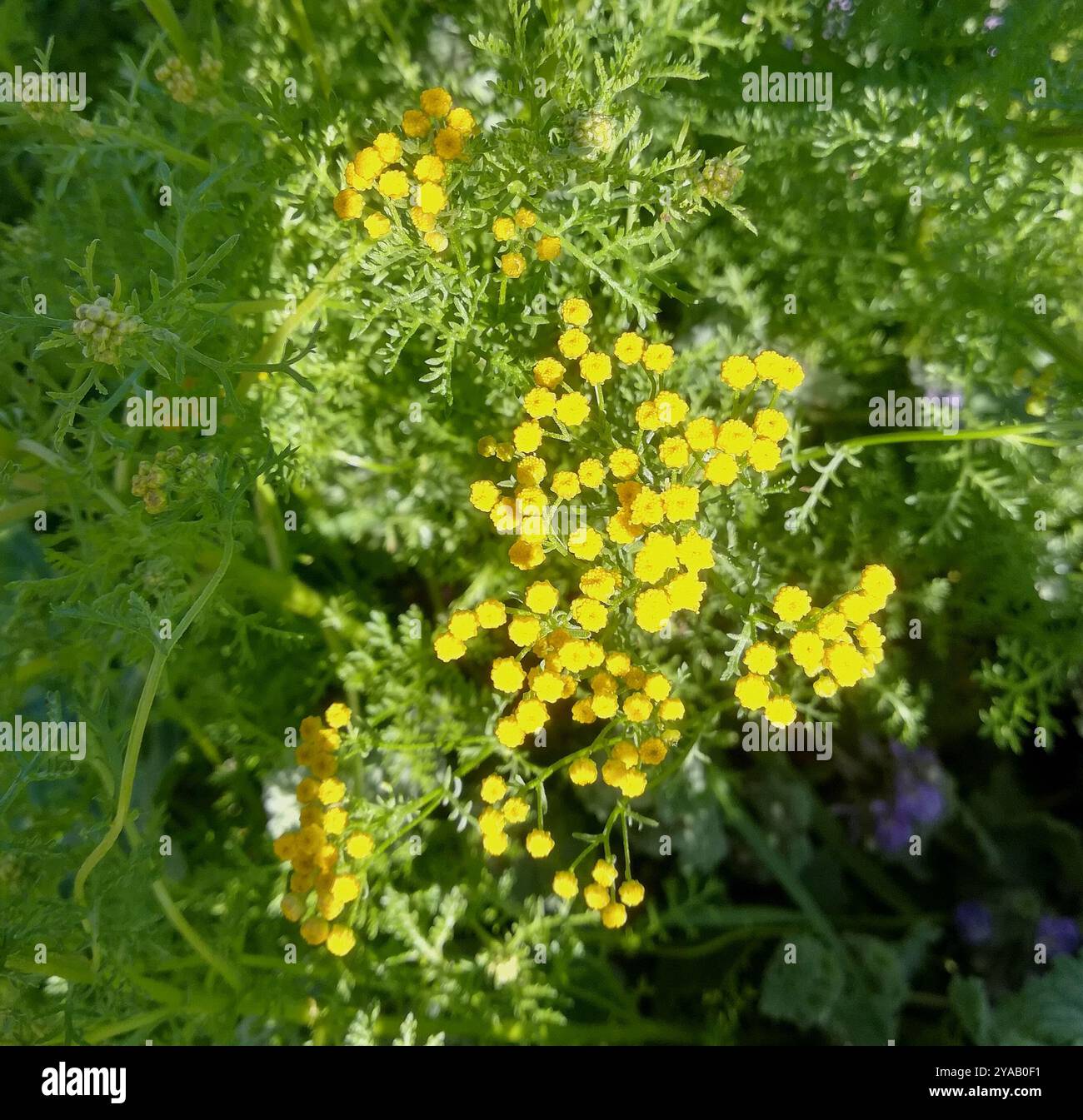 Grand Stinkweed (Oncosiphon grandiflorus) Plantae Stock Photo - Alamy