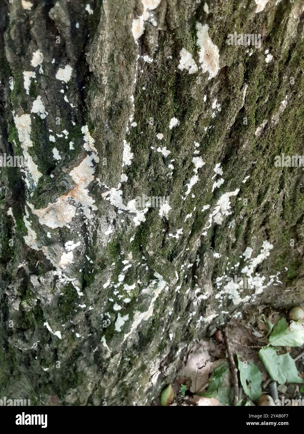 Radulomyces hi-res stock photography and images - Alamy