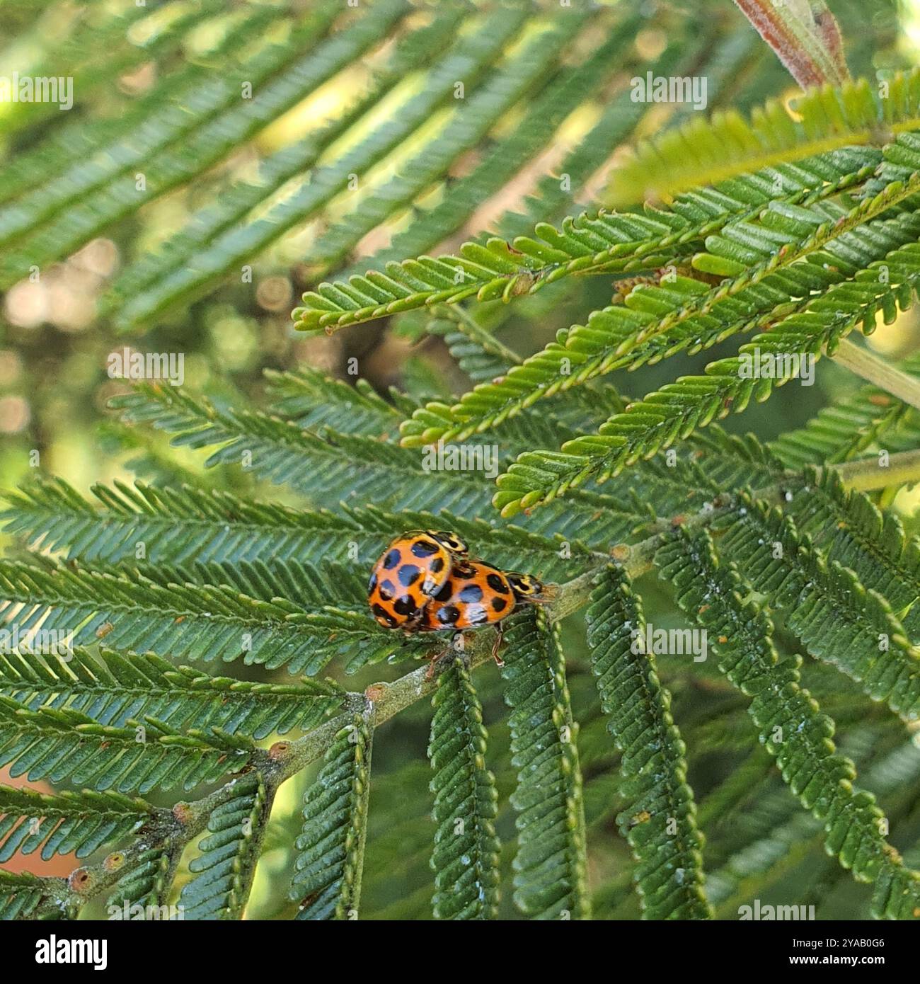 Large Spotted Ladybird (Harmonia conformis) Insecta Stock Photo - Alamy