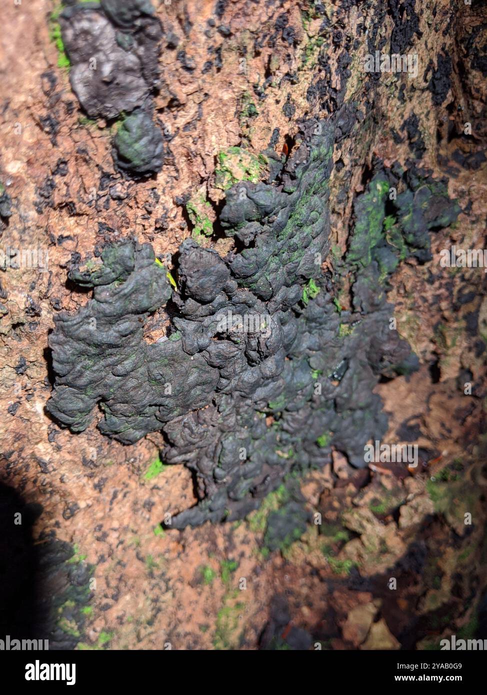 Brittle Cinder (Kretzschmaria deusta) Fungi Stock Photo - Alamy