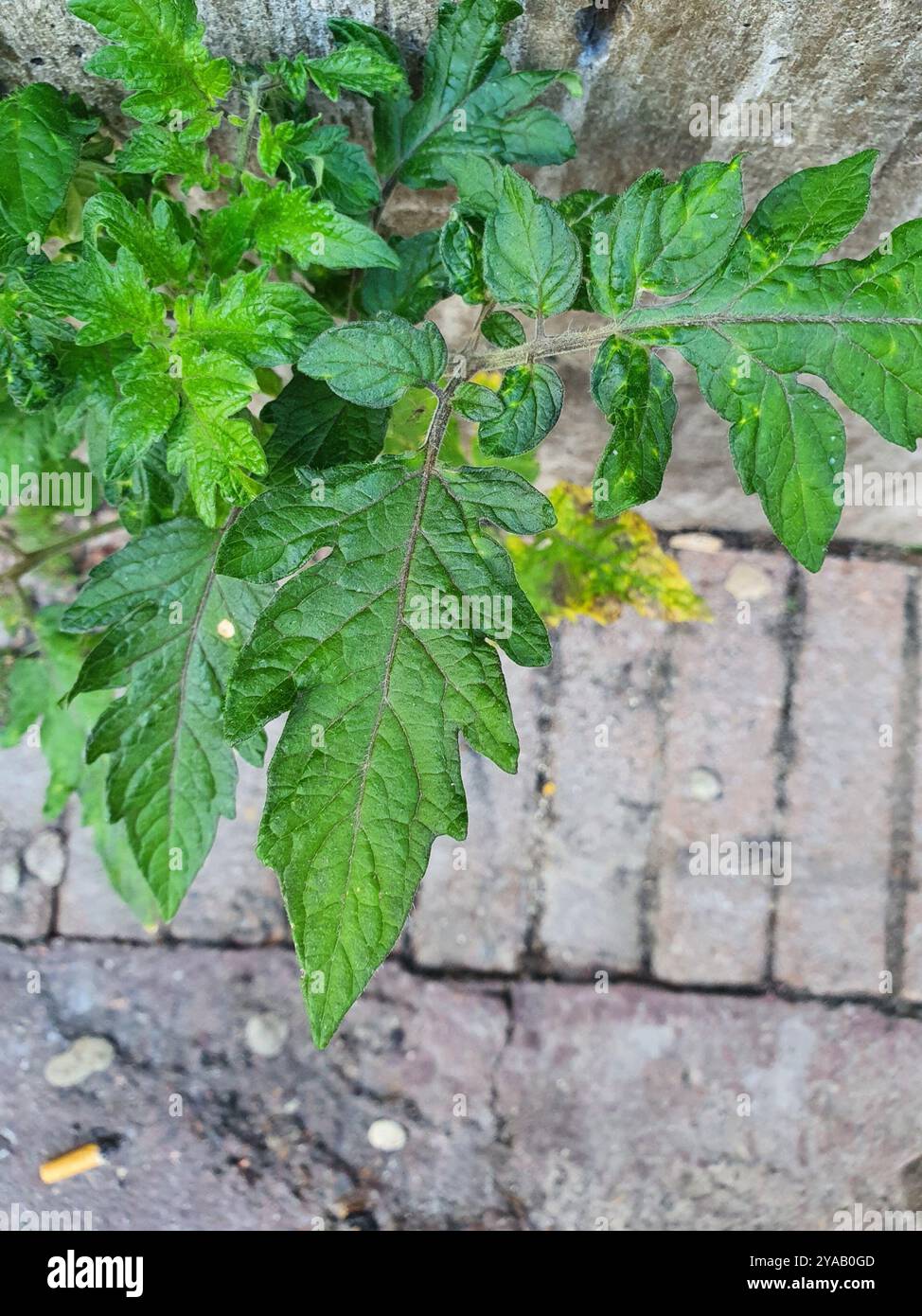 tomato (Solanum lycopersicum) Plantae Stock Photo - Alamy