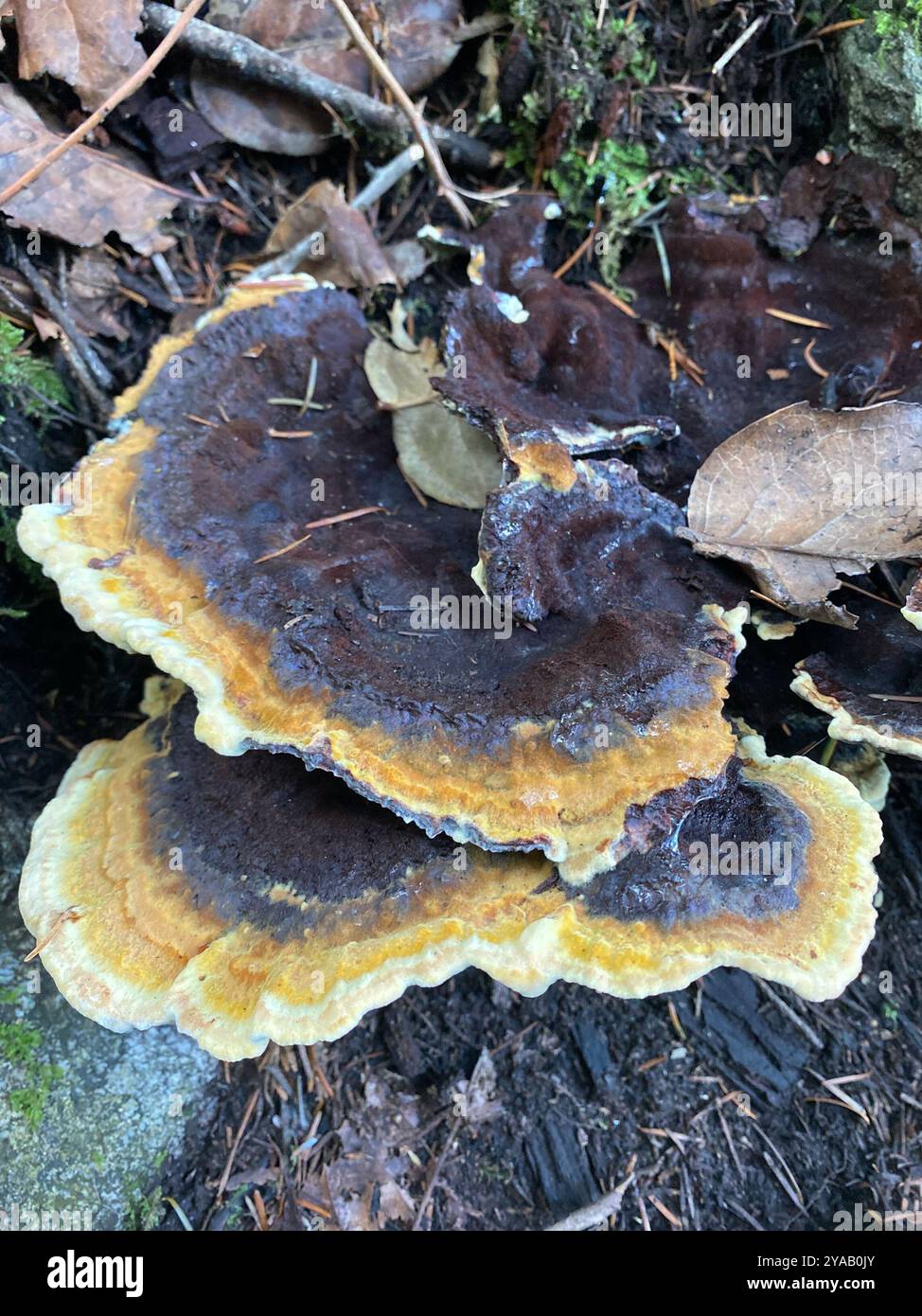 Dyer's Polypore (Phaeolus schweinitzii) Fungi Stock Photo - Alamy
