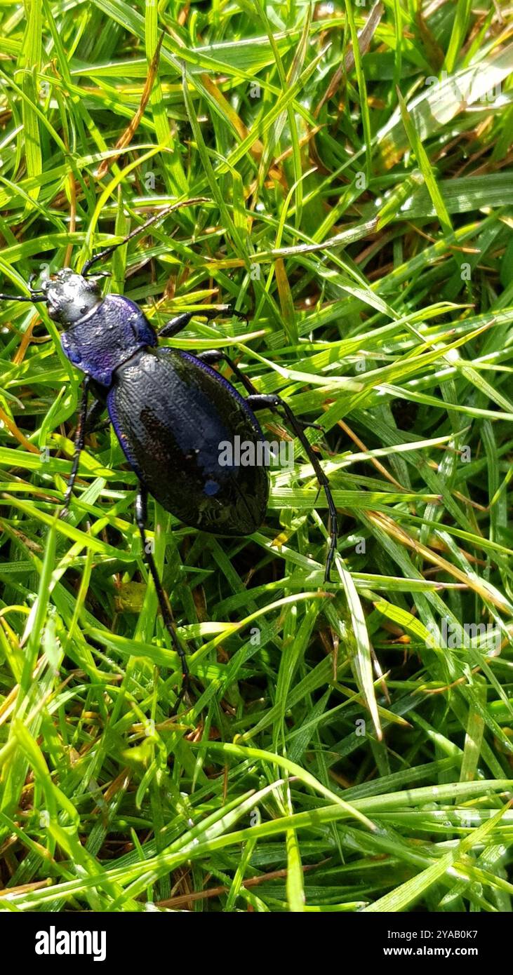 Rough Violet Ground Beetle (Carabus problematicus) Insecta Stock Photo ...