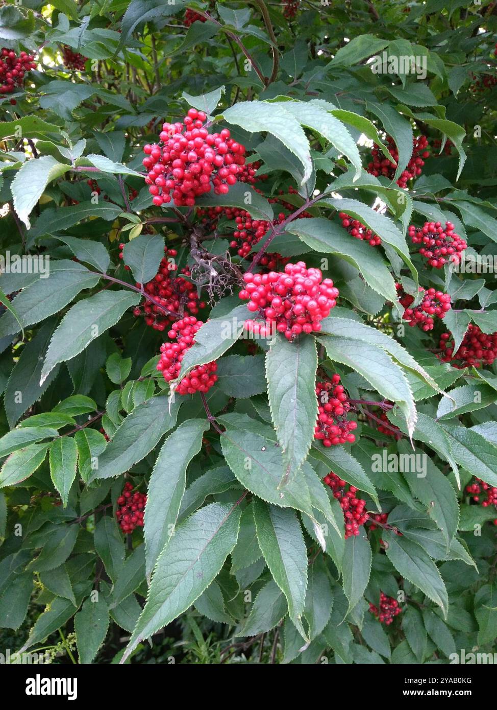 red-berried elder (Sambucus racemosa) Plantae Stock Photo - Alamy