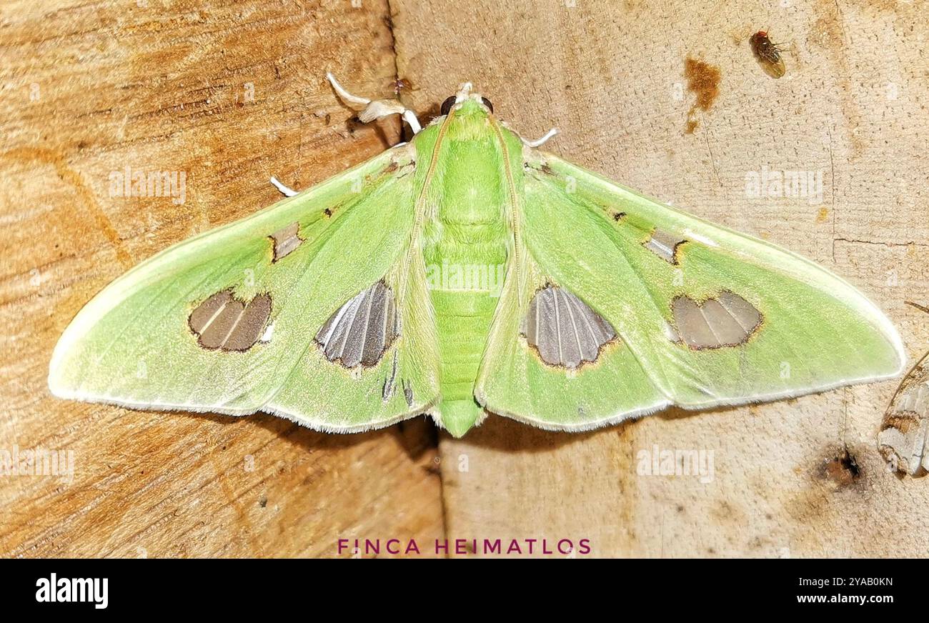 Siga liris hi-res stock photography and images - Alamy