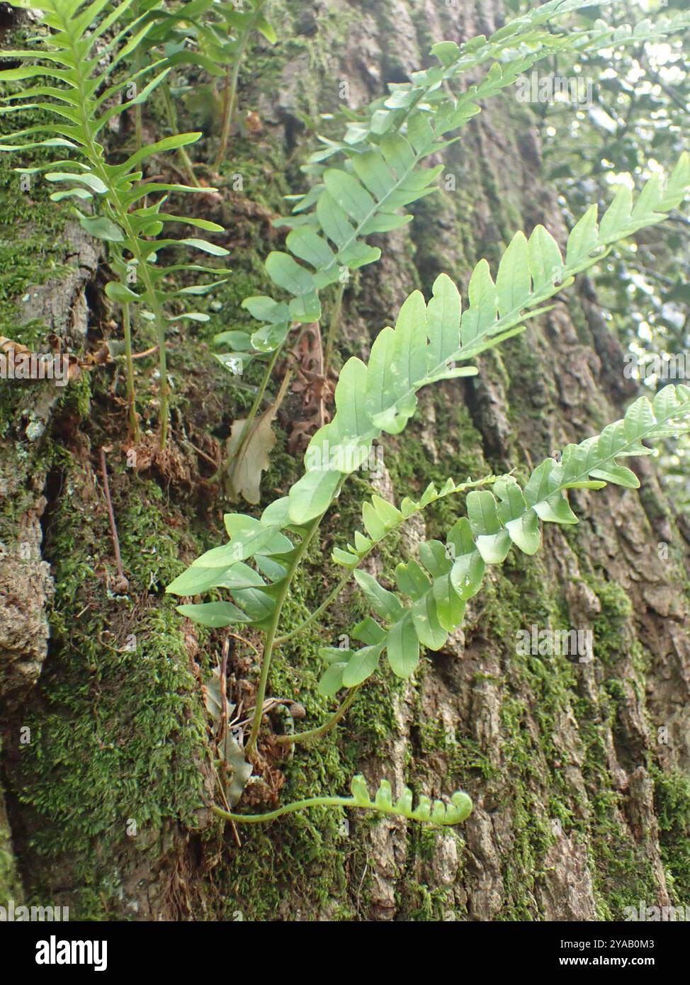 polypody ferns (Polypodium) Plantae Stock Photo - Alamy