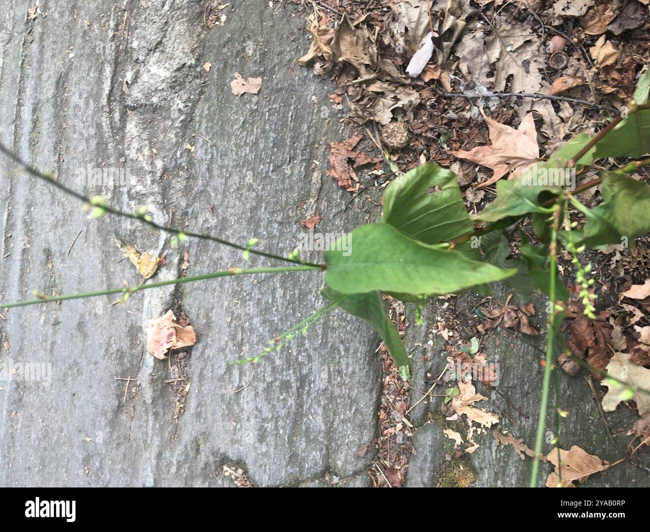 American jumpseed (Persicaria virginiana) Plantae Stock Photo - Alamy