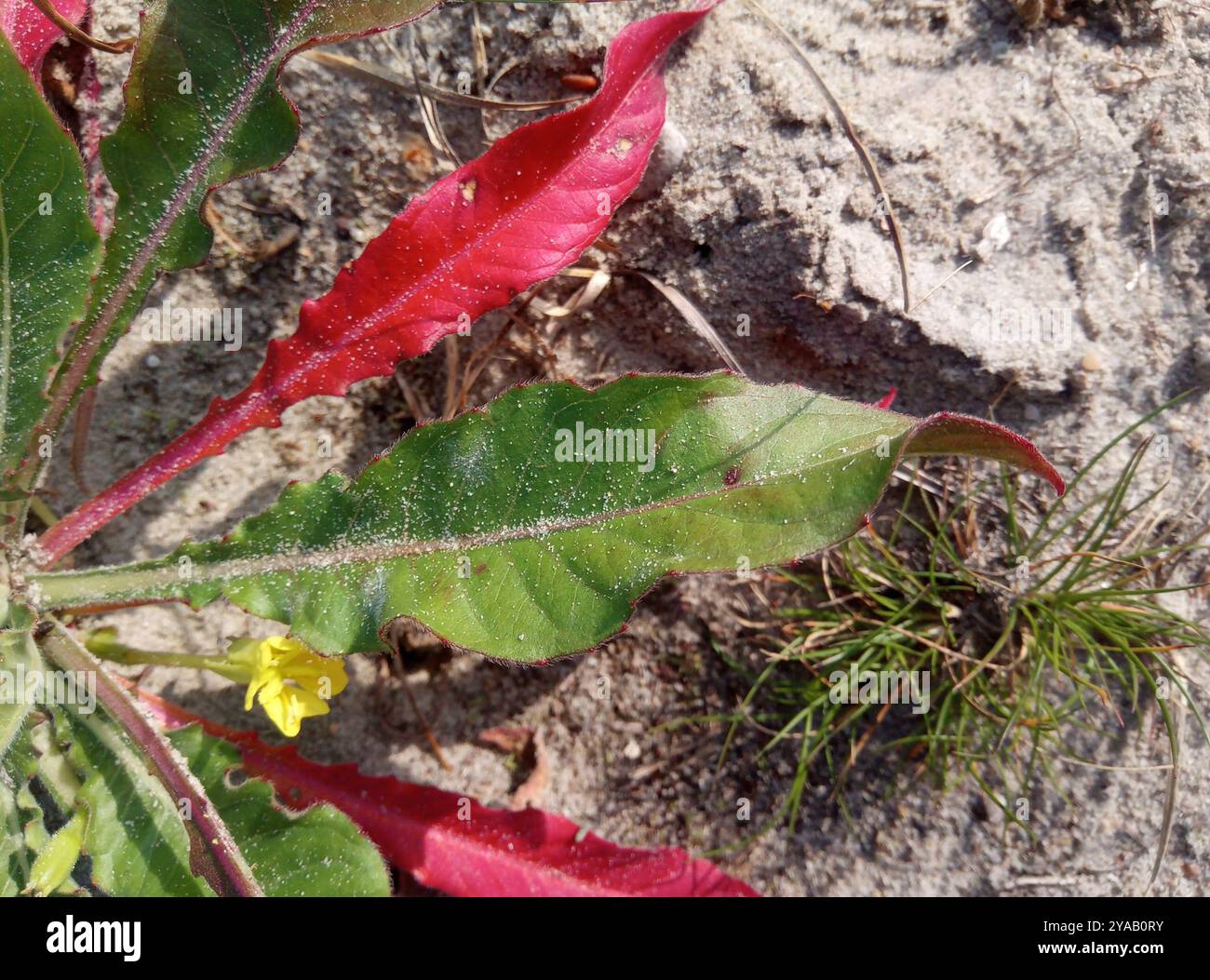 Oakes' Evening-primrose (Oenothera oakesiana) Plantae Stock Photo - Alamy