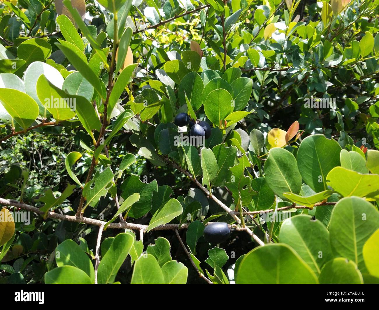 Cocoplum (Chrysobalanus icaco) Plantae Stock Photo - Alamy