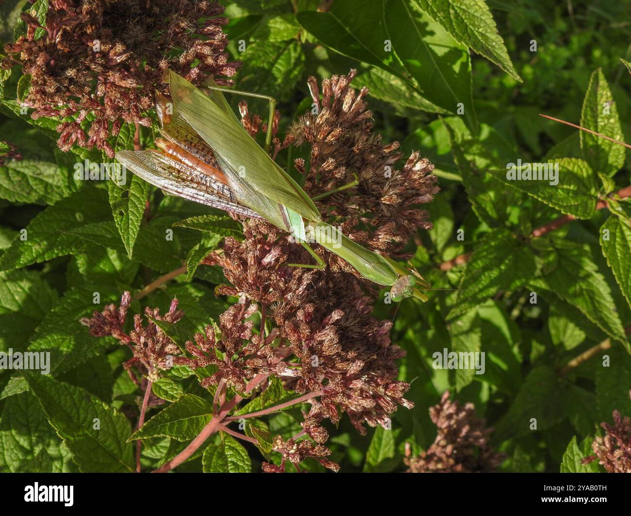 Chinese Mantis (Tenodera sinensis) Insecta Stock Photo - Alamy