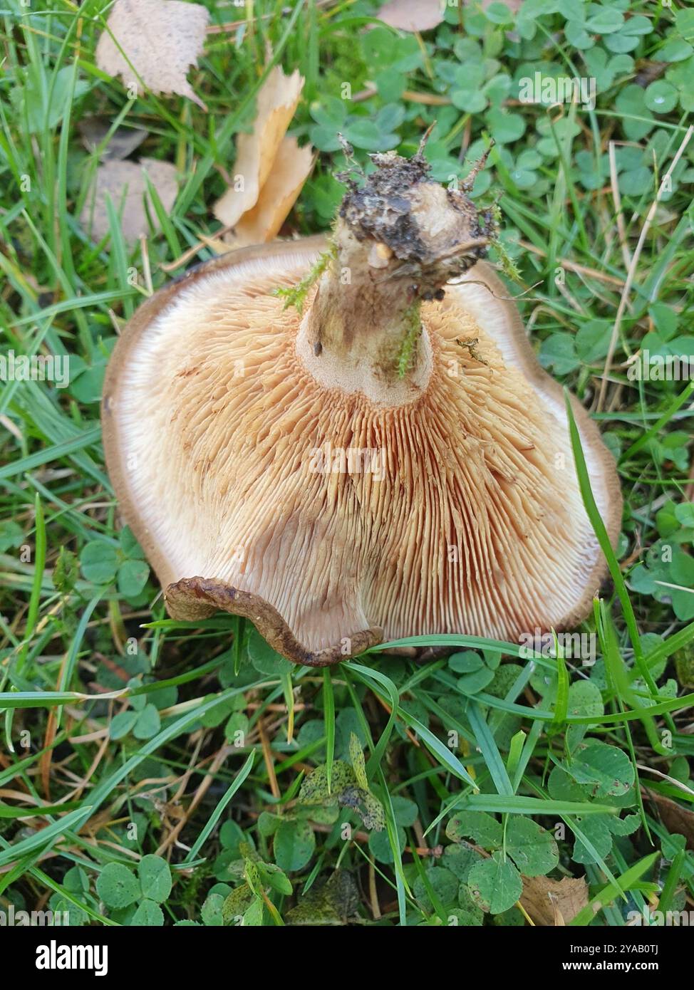 Brown Roll-Rim (Paxillus involutus) Fungi Stock Photo - Alamy