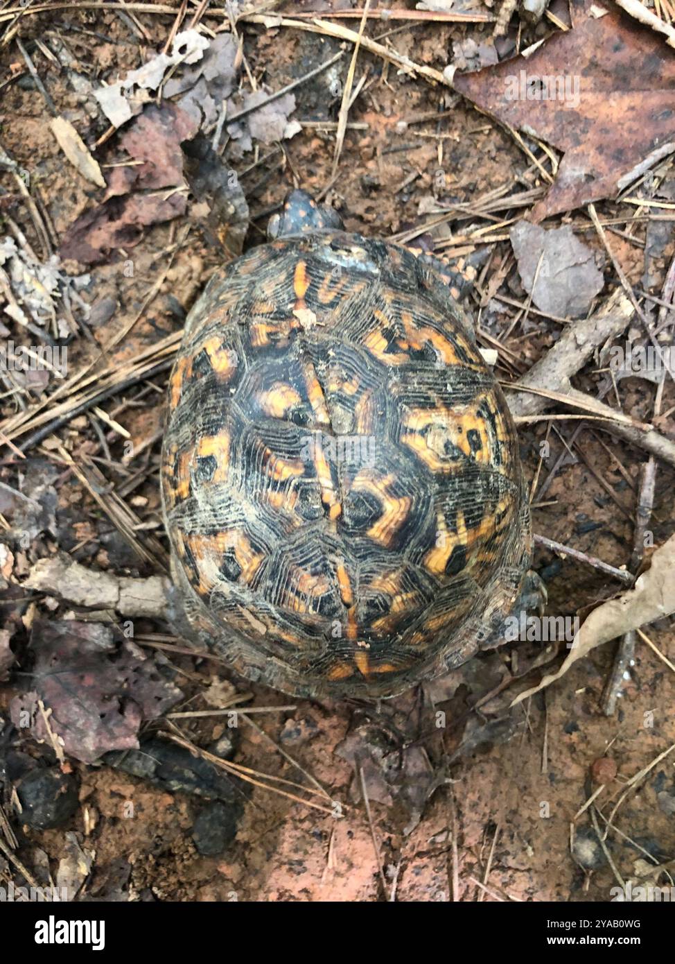 Eastern Box Turtle (Terrapene carolina carolina) Reptilia Stock Photo ...