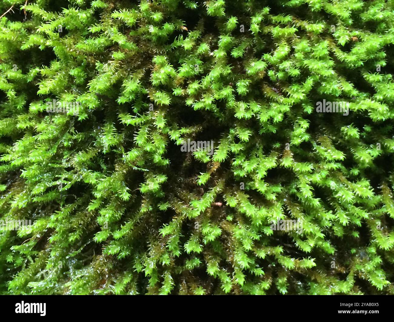 Rambling Tail-moss (Anomodon viticulosus) Plantae Stock Photo - Alamy